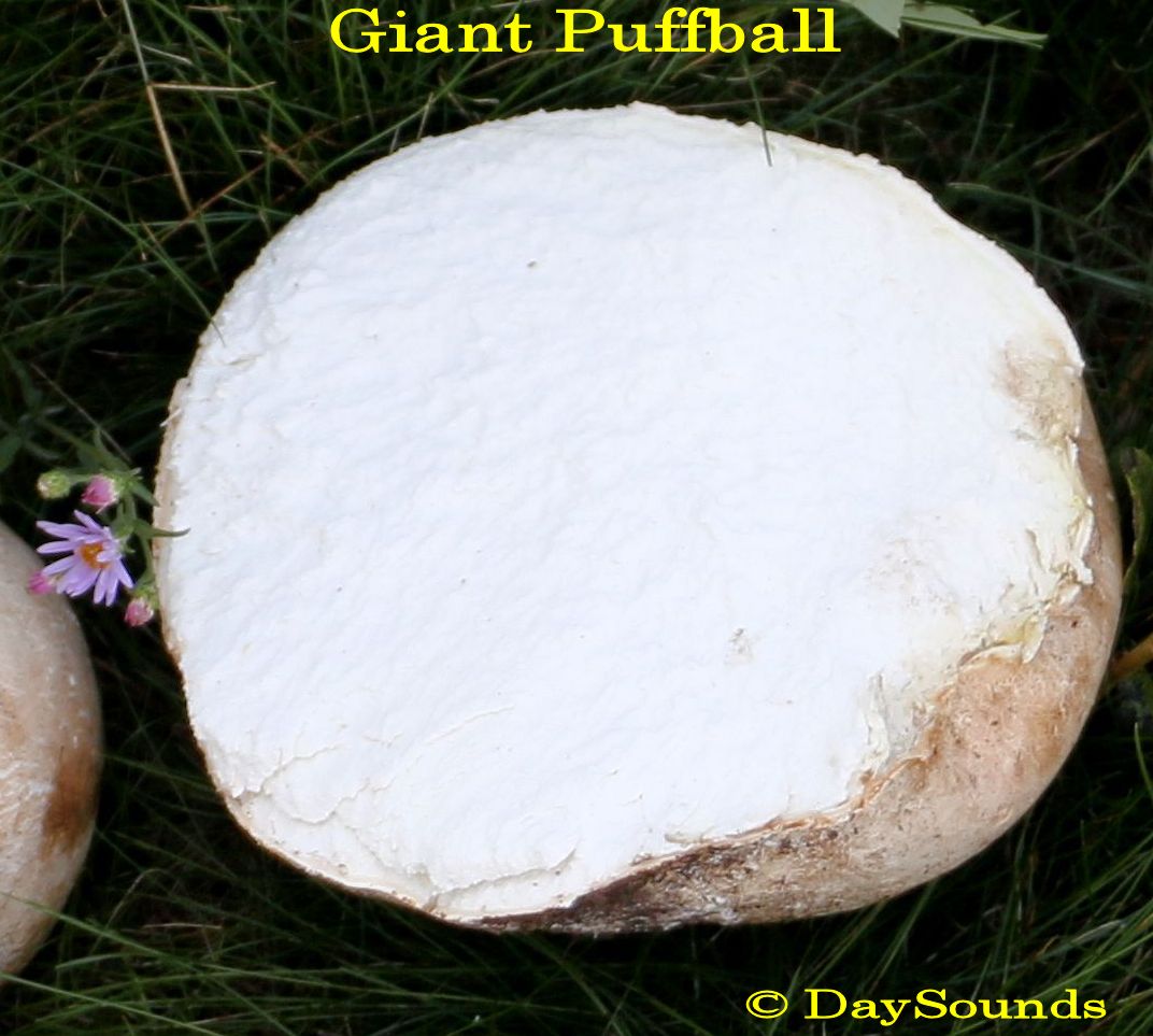 Giant Puffball
