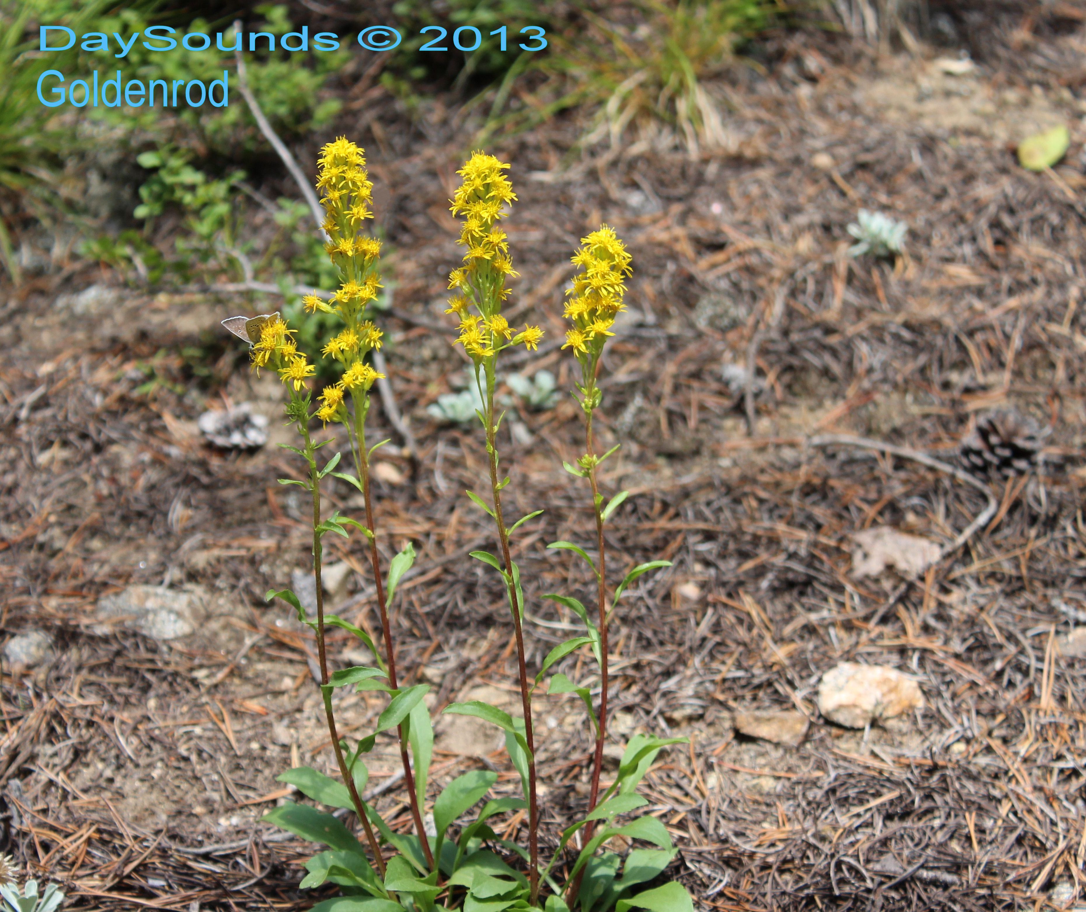 Goldenrod