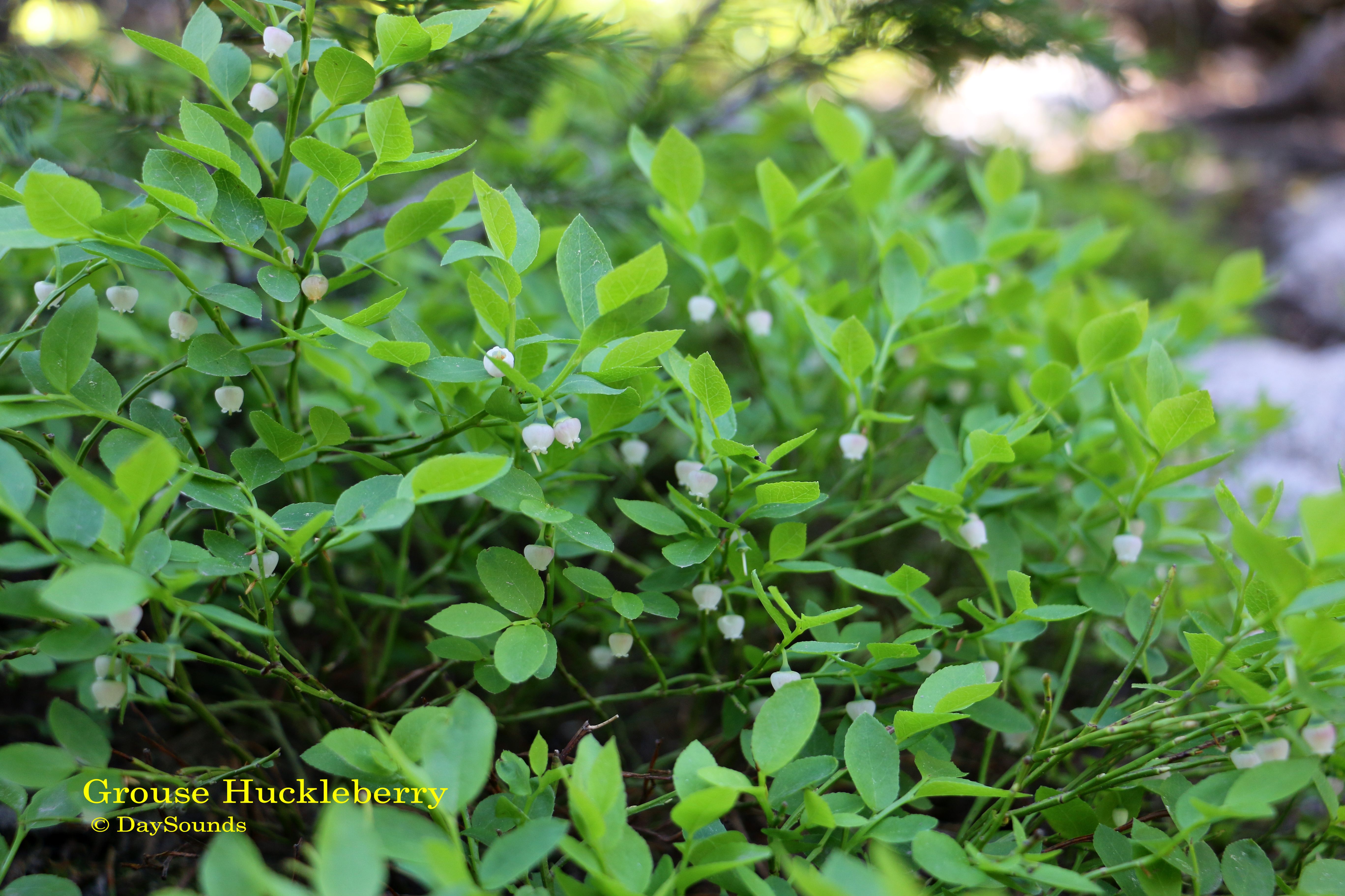 Colorado Wild Plants and Fungi Picture Index, page3