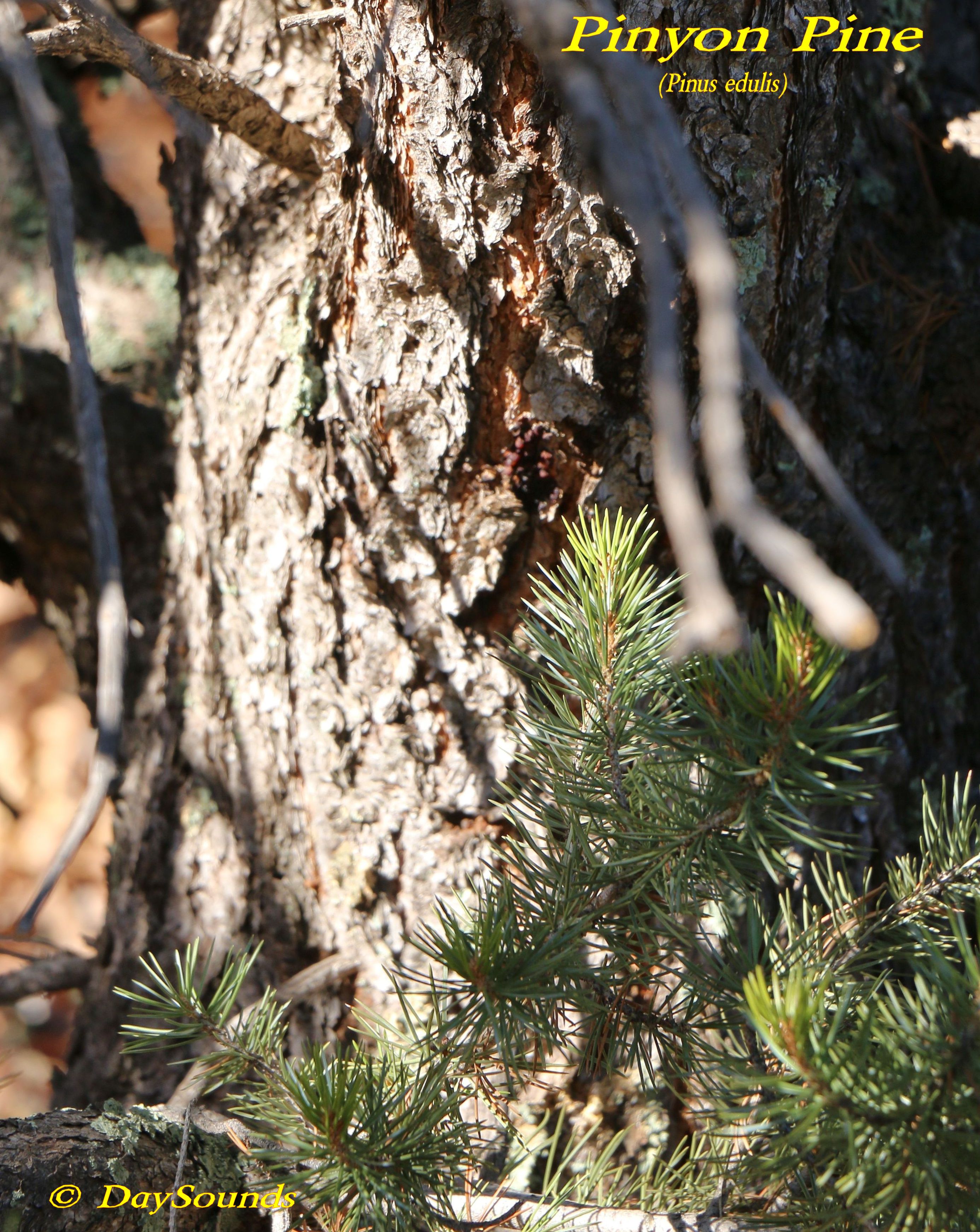 Pinyon Pine Tree