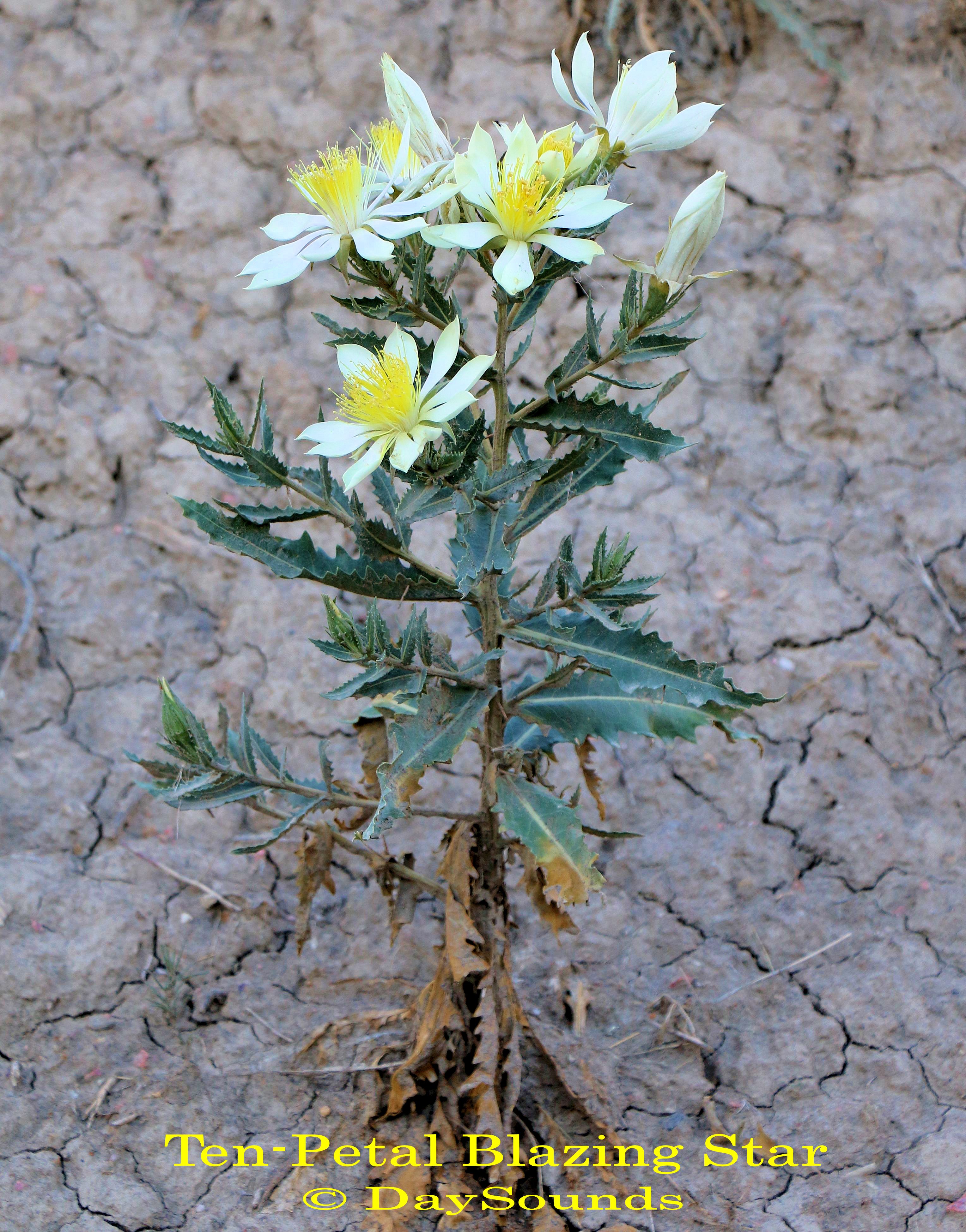 Ten-Petal Blazing Star