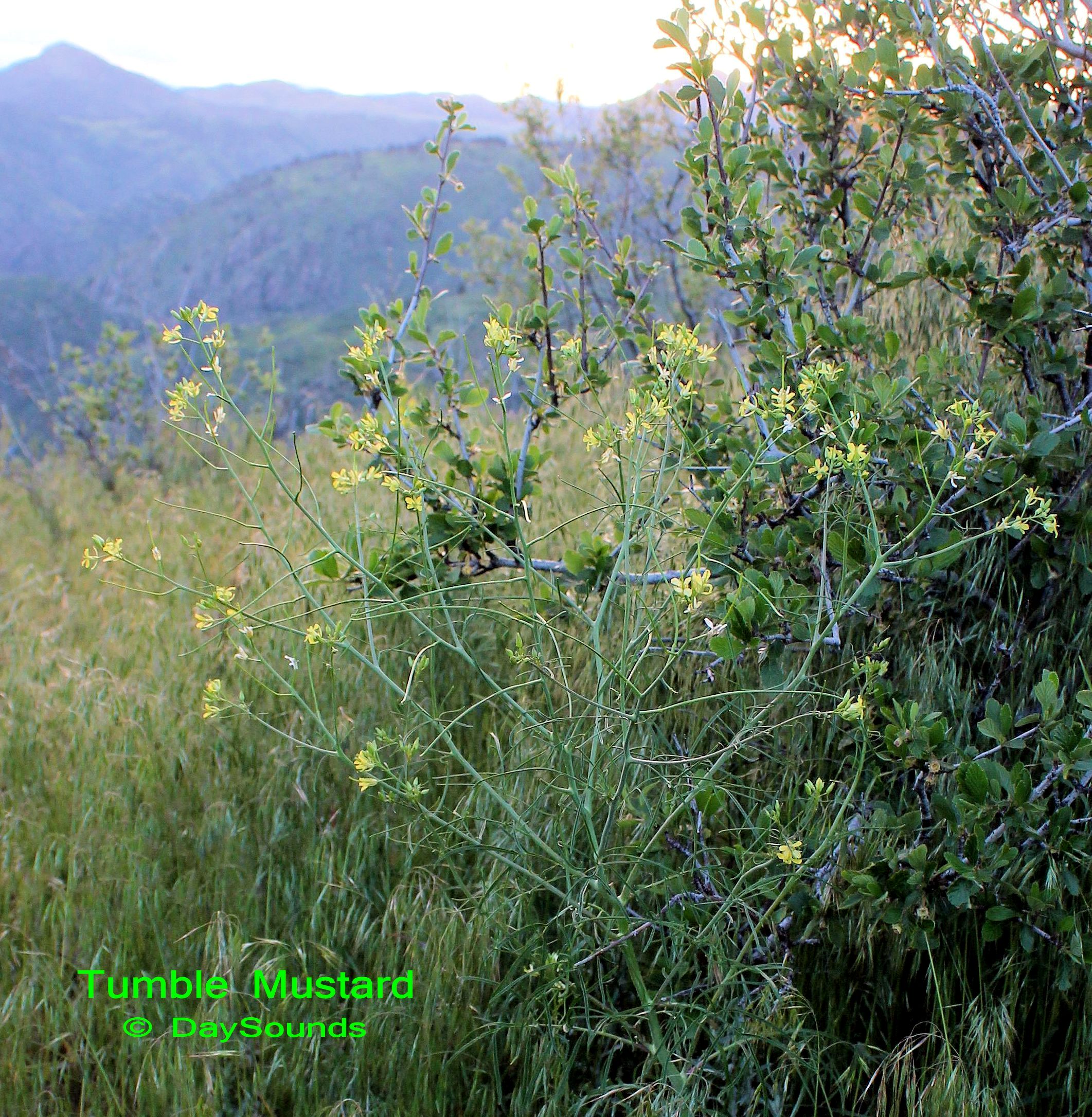 Tumble Mustard/Jim Hill Mustard