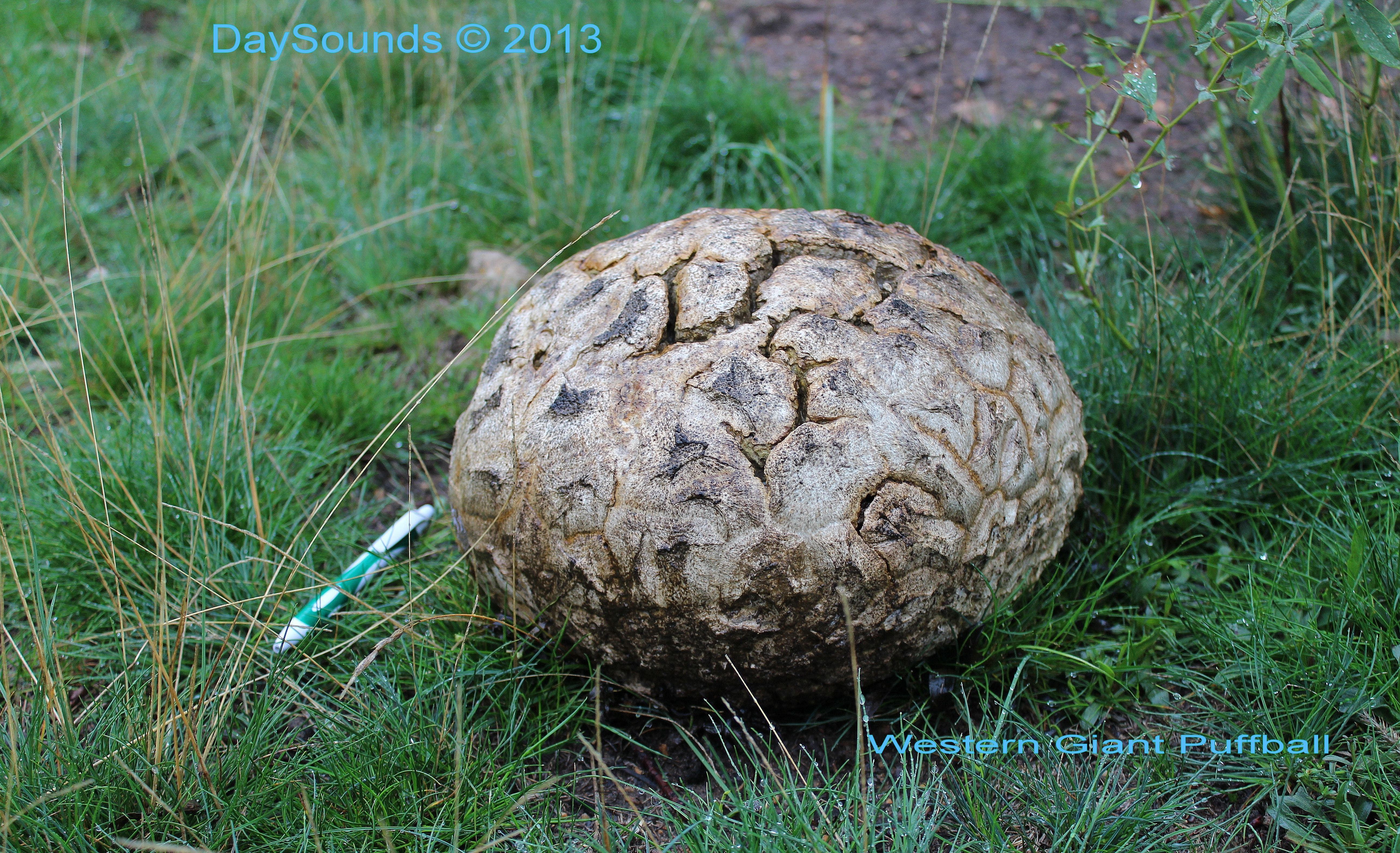 Colorado Wild Plants and Fungi