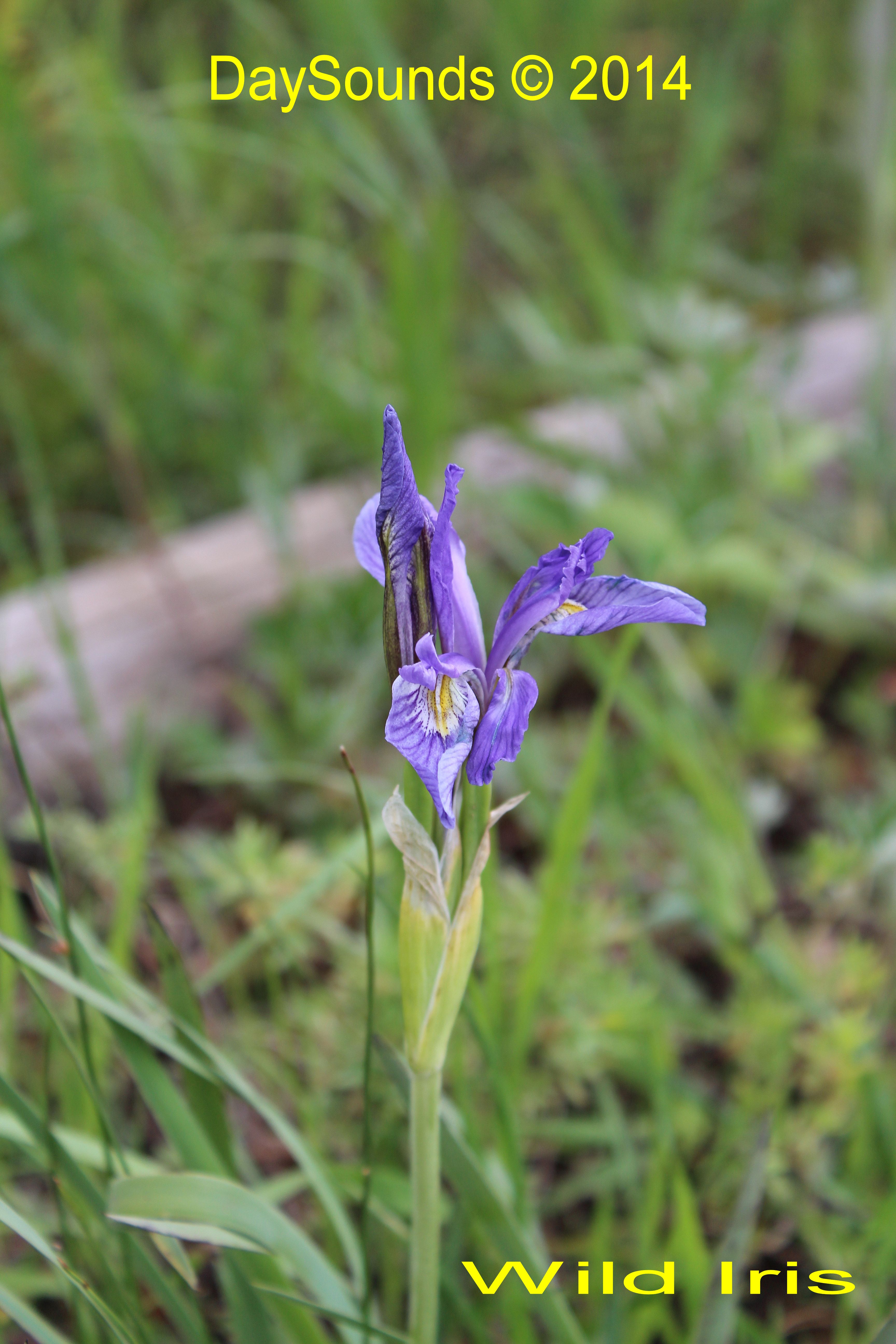 Iris missouriensis
